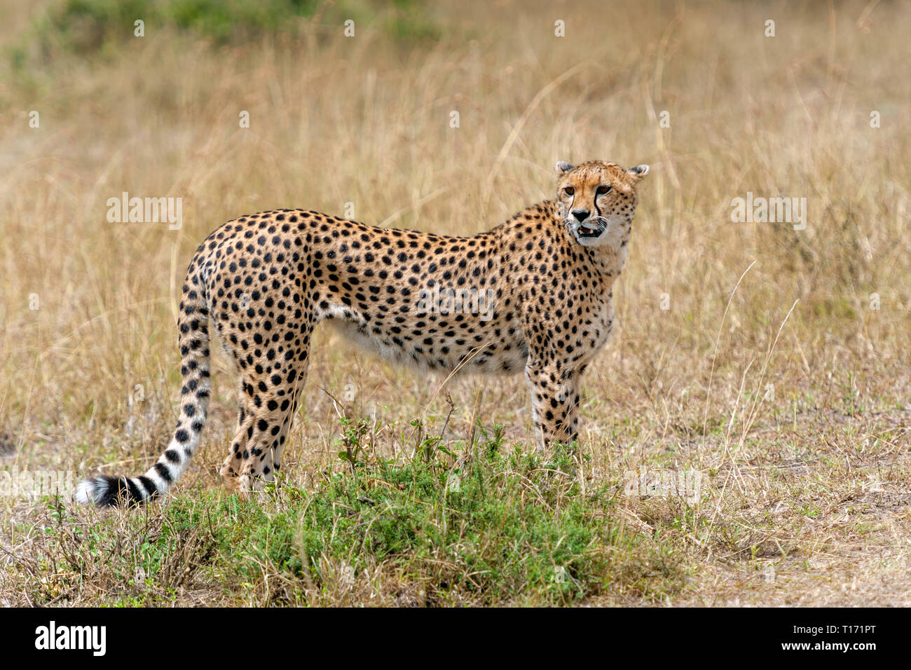 Wild african cheetah, beautiful mammal animal. Africa, Kenya Stock ...