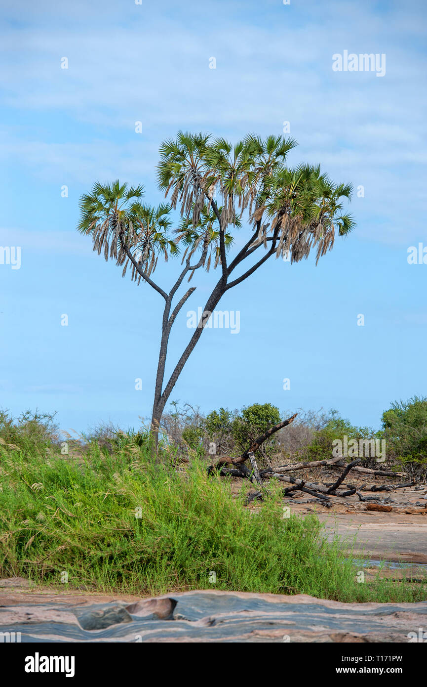 Savannah landscape in the National park of Kenya, Africa Stock Photo ...