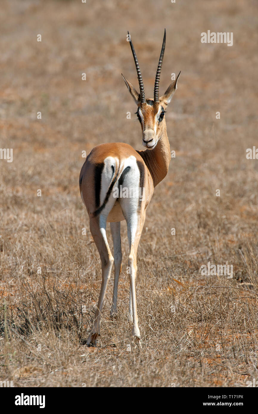 Thomson's gazelle on savanna in National park of Africa Stock Photo - Alamy