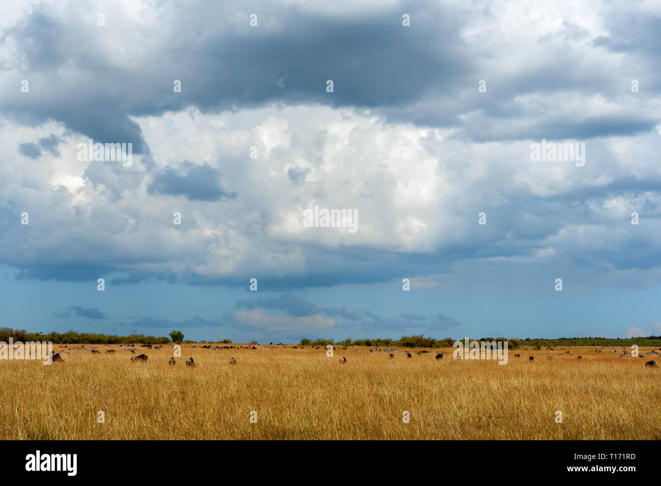 Savannah landscape in the National park of Kenya, Africa Stock Photo ...