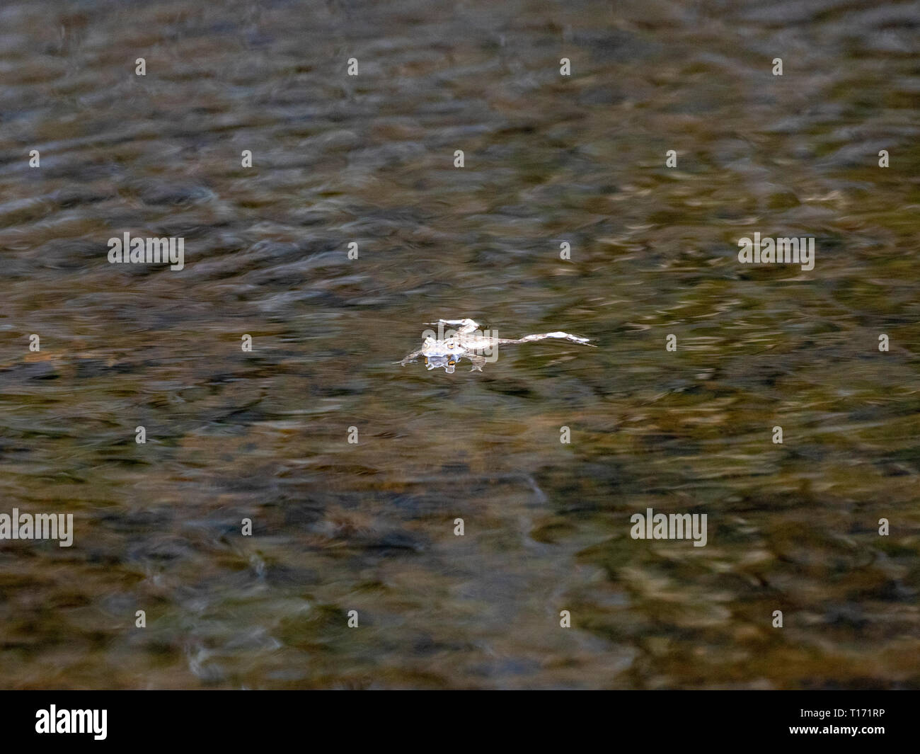 Common Toad swimming across a woodland pond, Scotland, UK Stock Photo ...