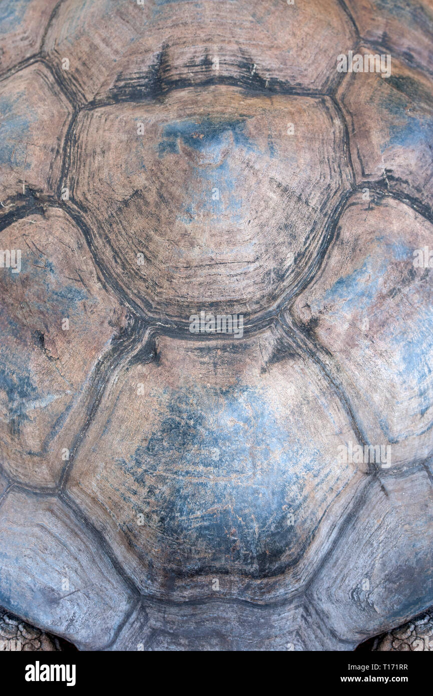 Close up turtle shell texture detail Stock Photo - Alamy