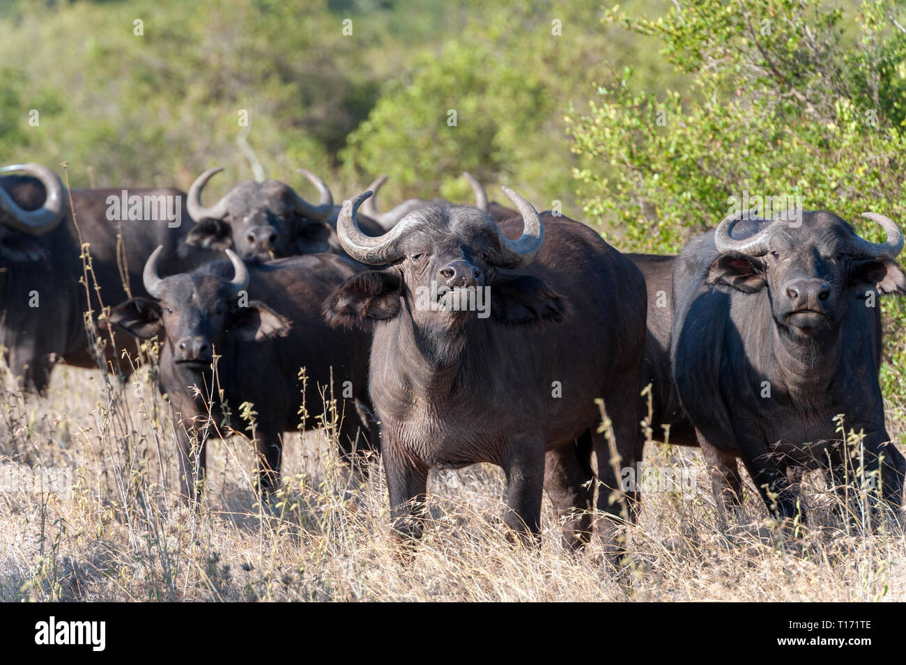 Wild African buffalo bull. Africa, Kenya Stock Photo - Alamy