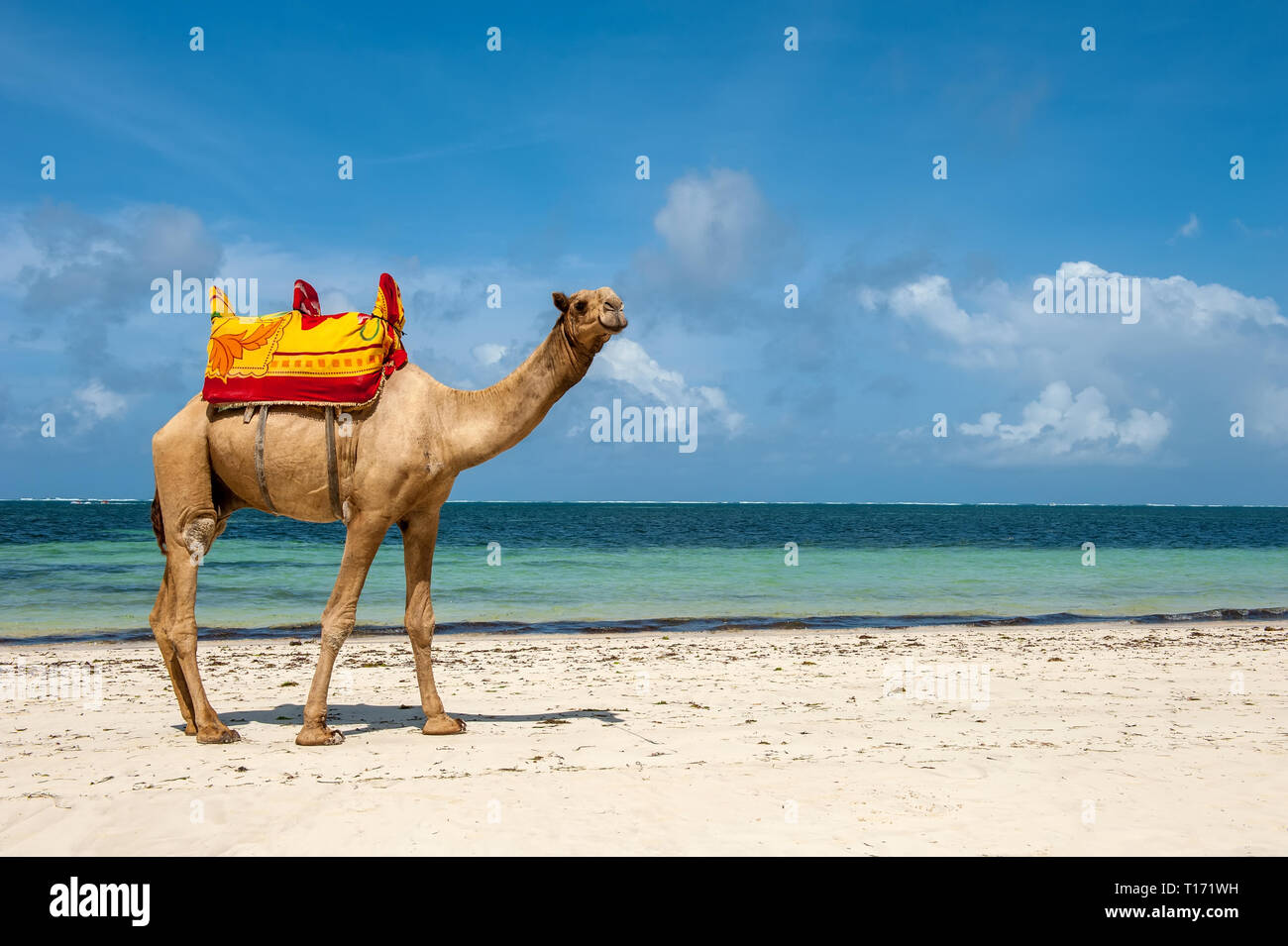 Camel standing at ocean beach coast with blue sky Stock Photo - Alamy