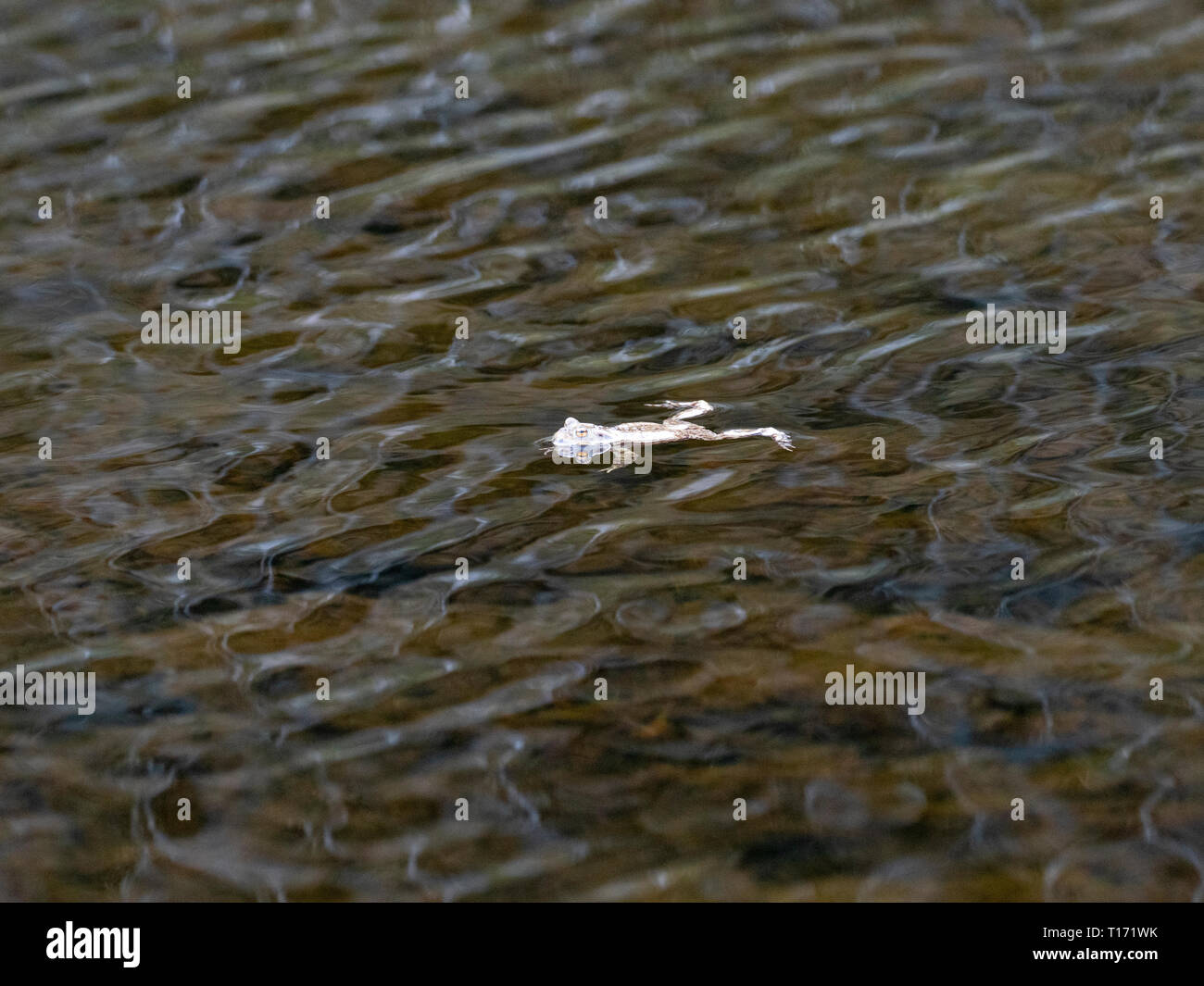 Common TOad swimming in a woodland pond, Scotland, UK Stock Photo - Alamy