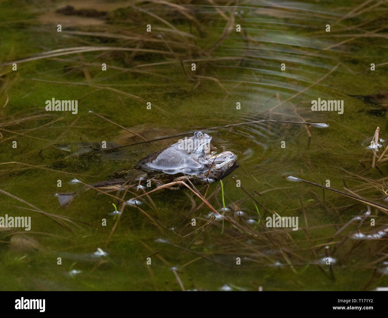 Triple Amplexus of two Common Toads and a Common Frog in a forest pond ...