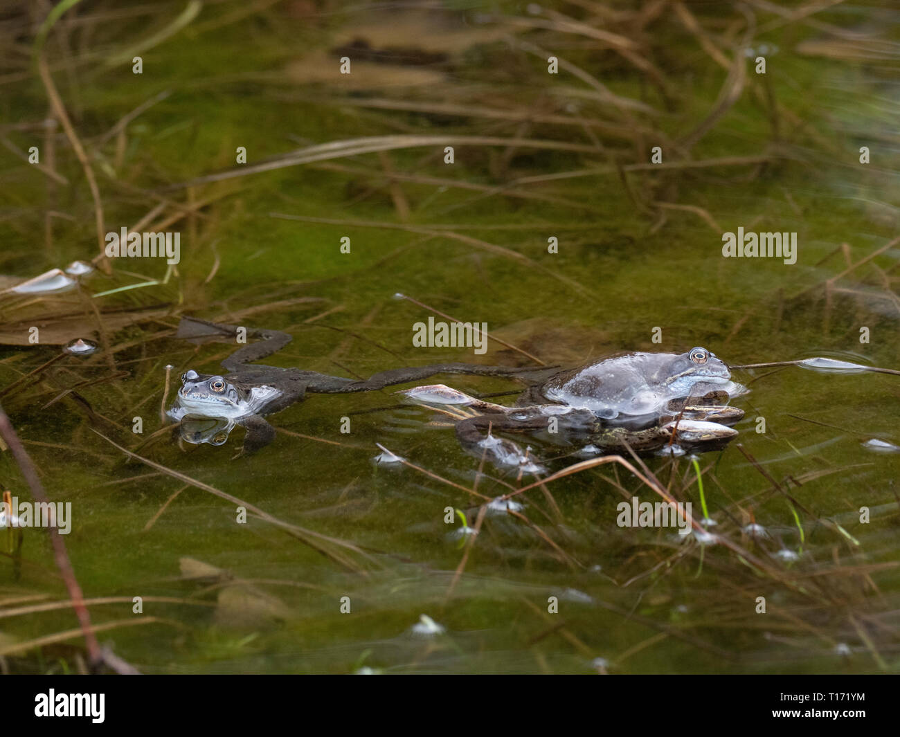A Toad Swimming and a Triple Amplexus of two Common Toads and a Common ...