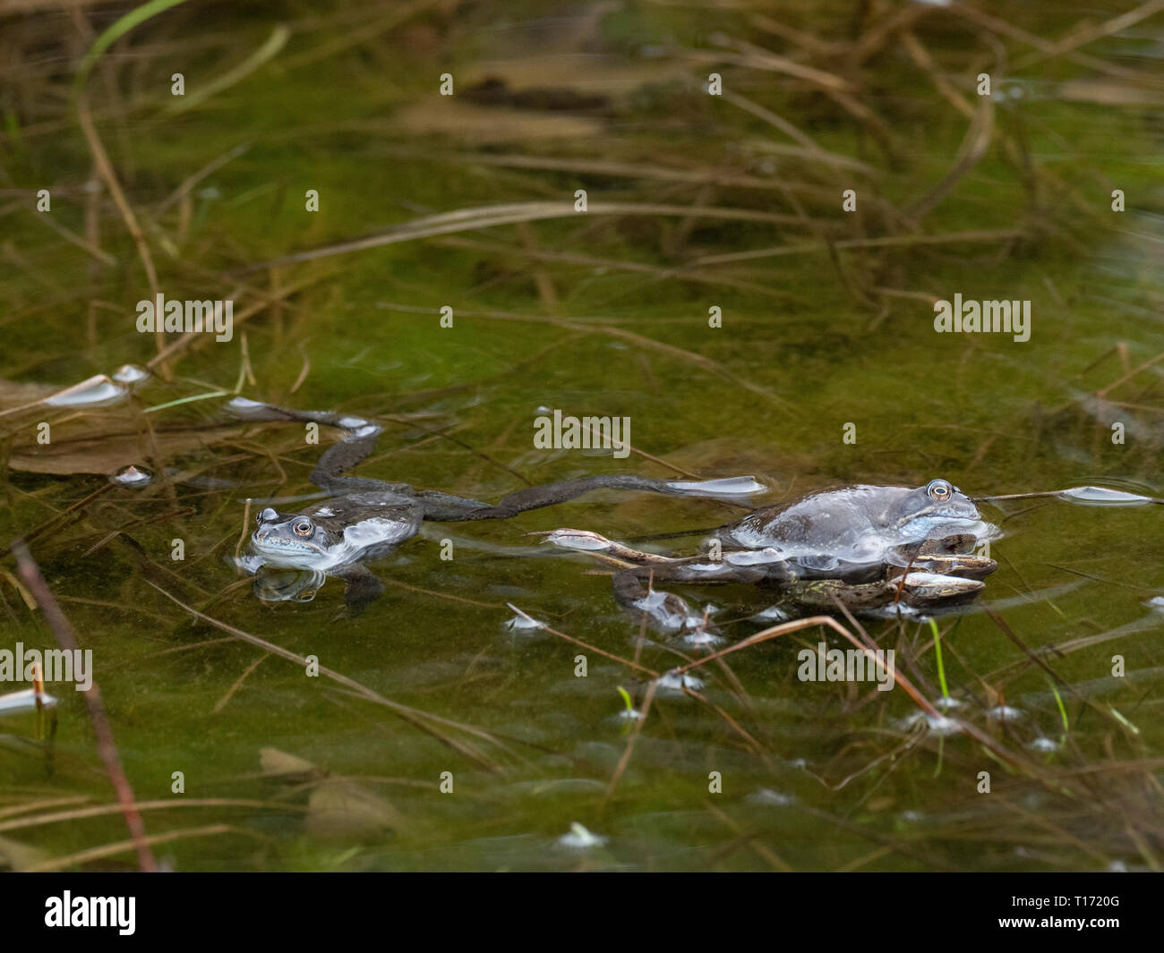 A Toad Swimming and a Triple Amplexus of two Common Toads and a Common ...