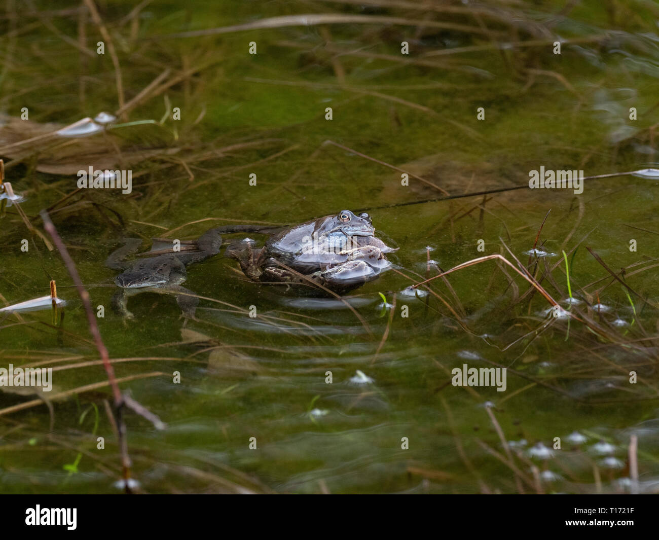 A Toad Swimming and a Triple Amplexus of two Common Toads and a Common ...
