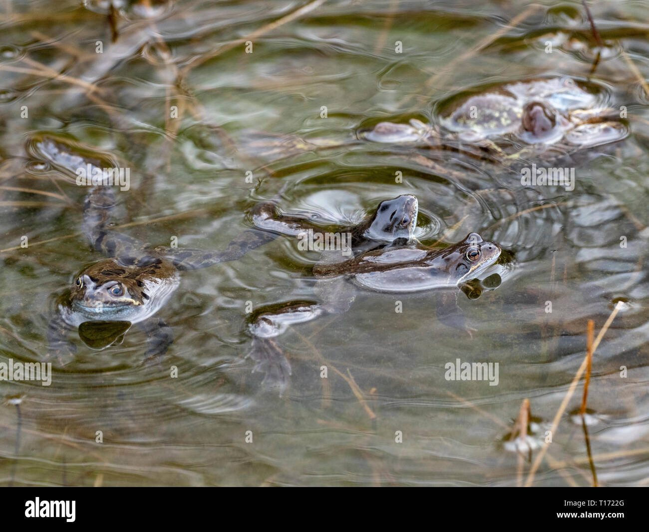Common Toads in a Pond, UK Stock Photo - Alamy