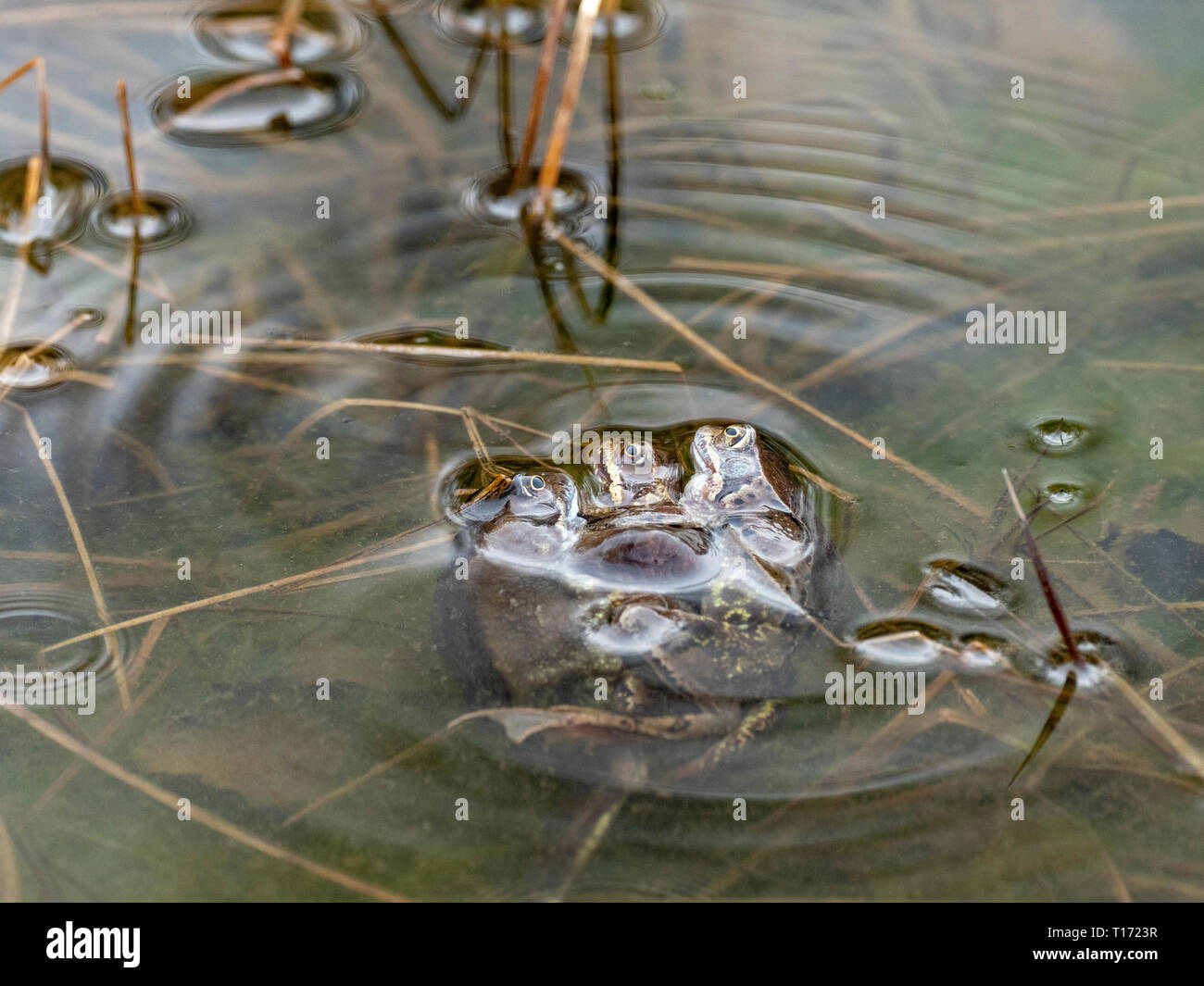 Triple Amplexus of Common Toads in a forest pond, Scotland, UK Stock ...