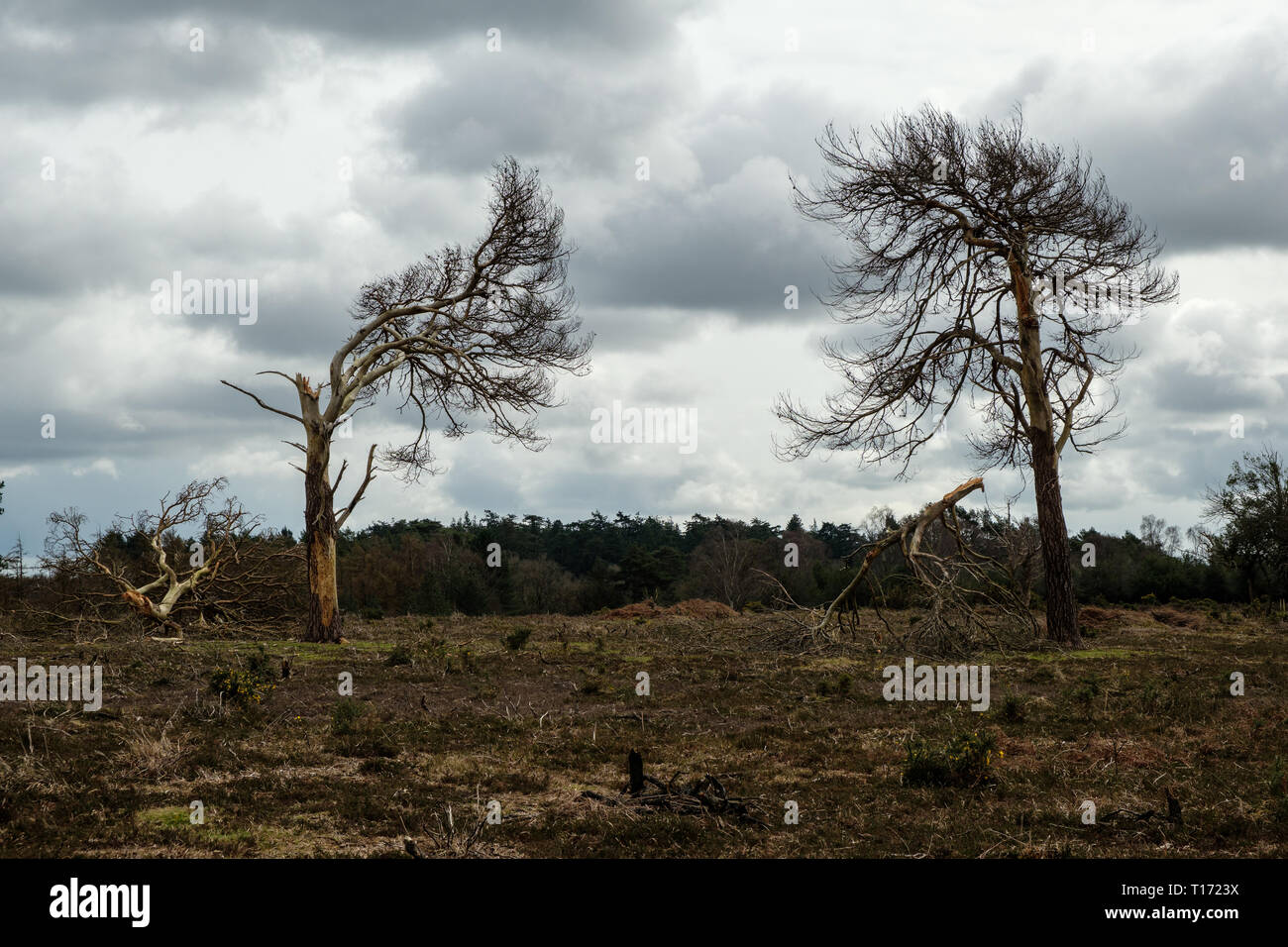 Wind Damaged Trees Bratley View The New Forest Hampshire England Stock ...