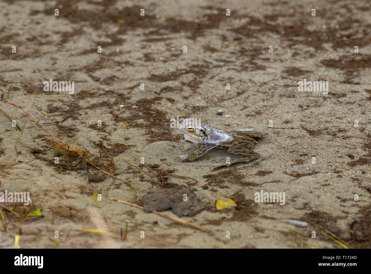 Common Toad in a woodland pond, Scotland, UK Stock Photo - Alamy
