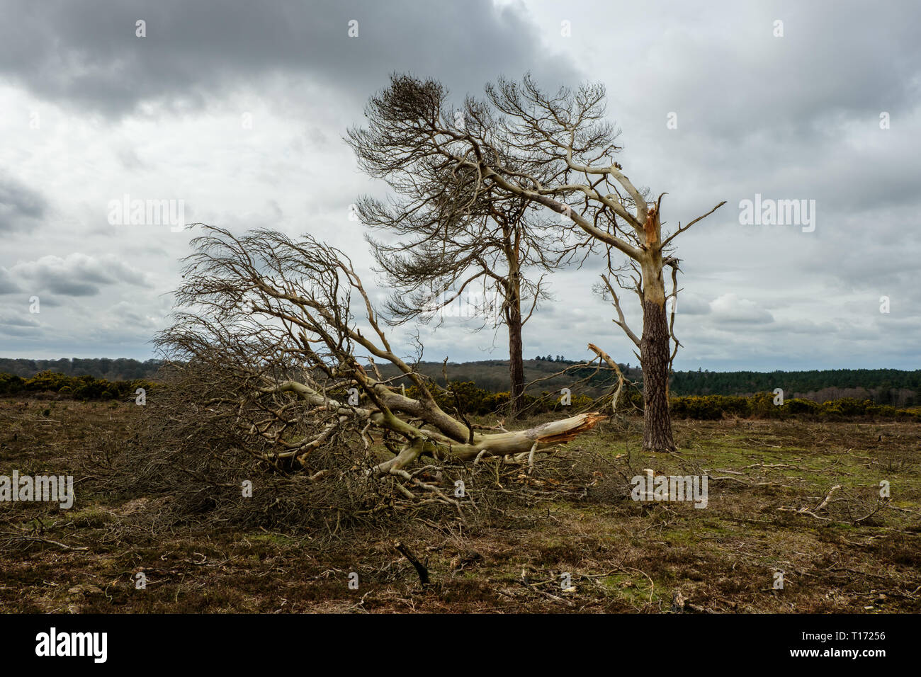 Wind Damaged Trees High Resolution Stock Photography and Images - Alamy