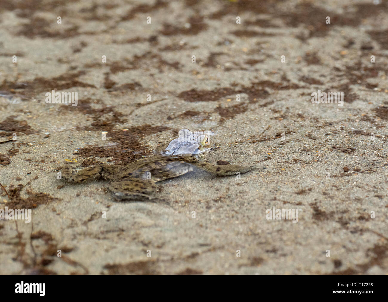 Common Toad in a woodland pond, Scotland, UK Stock Photo - Alamy