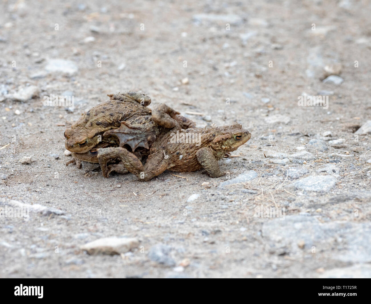 Triple Amplexus of two Common Toads and a Common Frog on a road ...