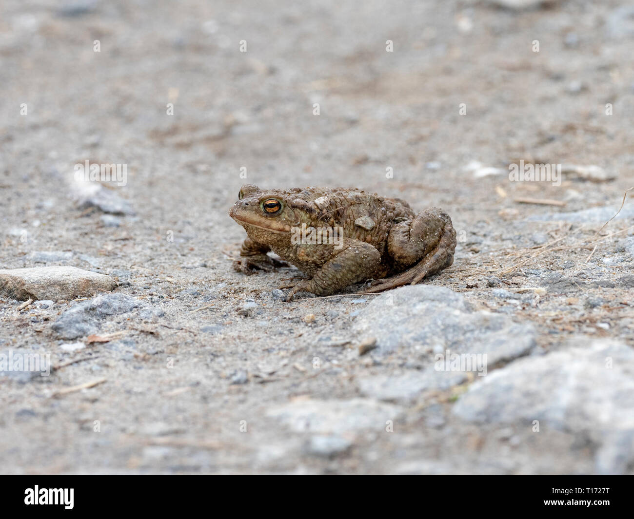 Common Toad crossing a road on way to its breeding ground, UK Stock ...