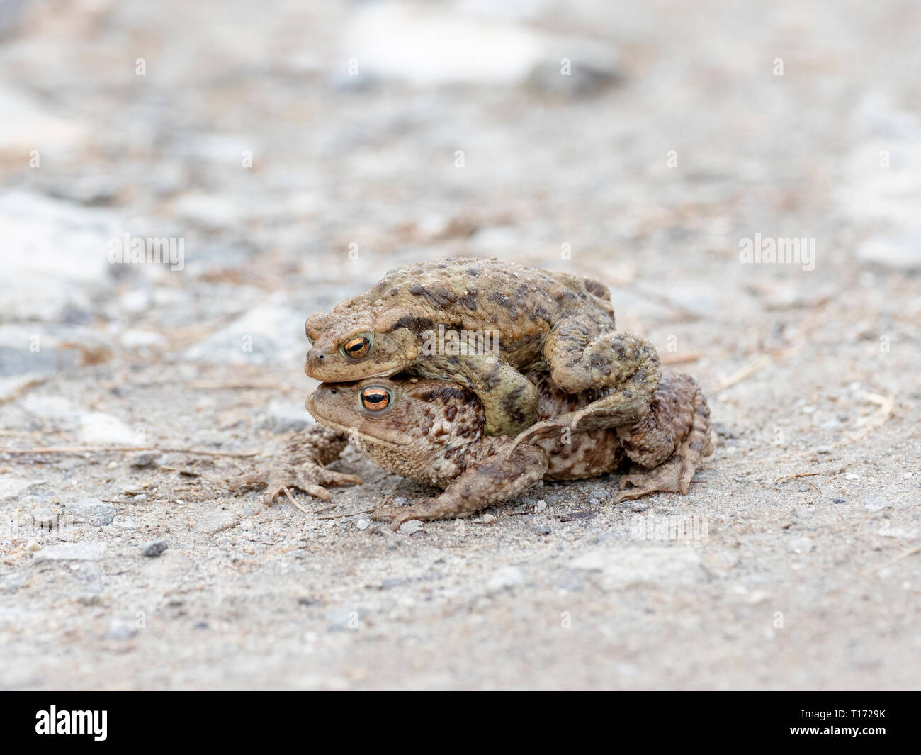 Pair of Common Toads in amplexus, travelling to breeding area, Scotland, UK Stock Photo - Alamy