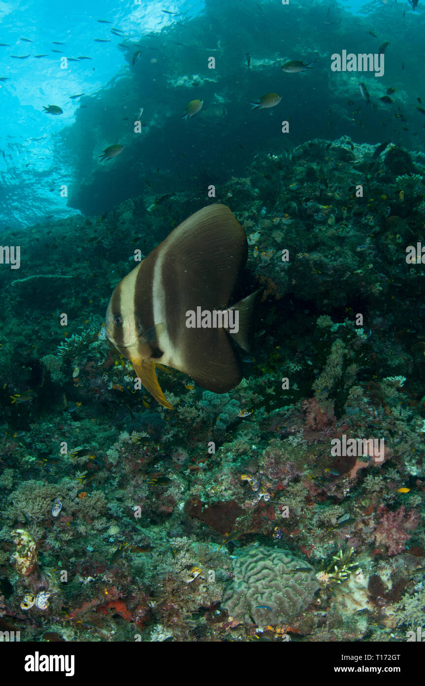 Batfish underwater raja ampat tropical hi-res stock photography and ...