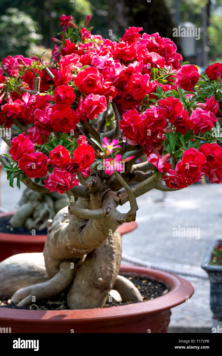 Adenium purple hi-res stock photography and images - Alamy