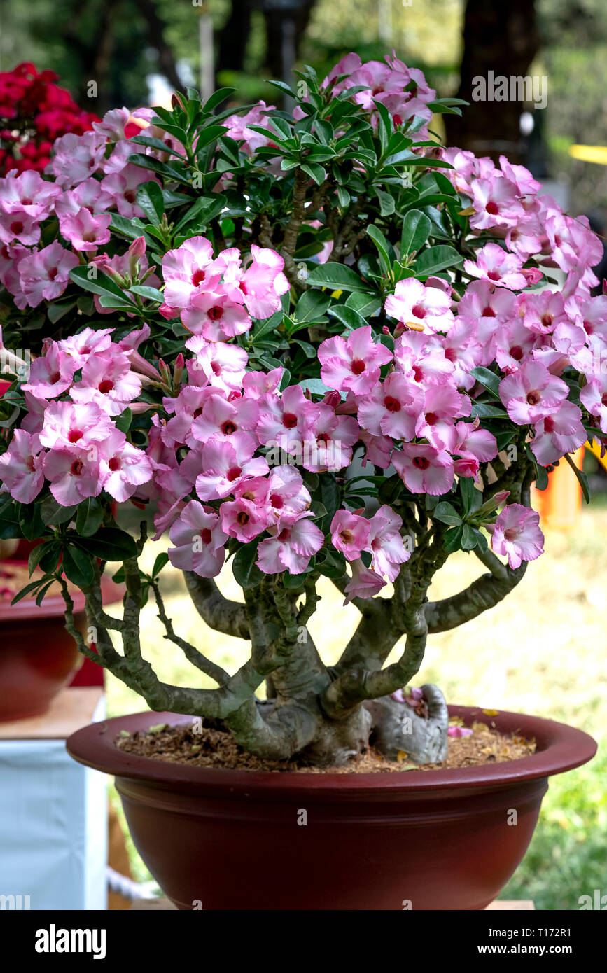 Beautiful purple adenium flower pots Stock Photo - Alamy