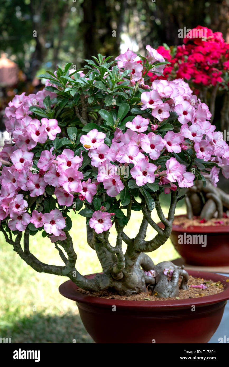Beautiful purple adenium flower pots Stock Photo - Alamy