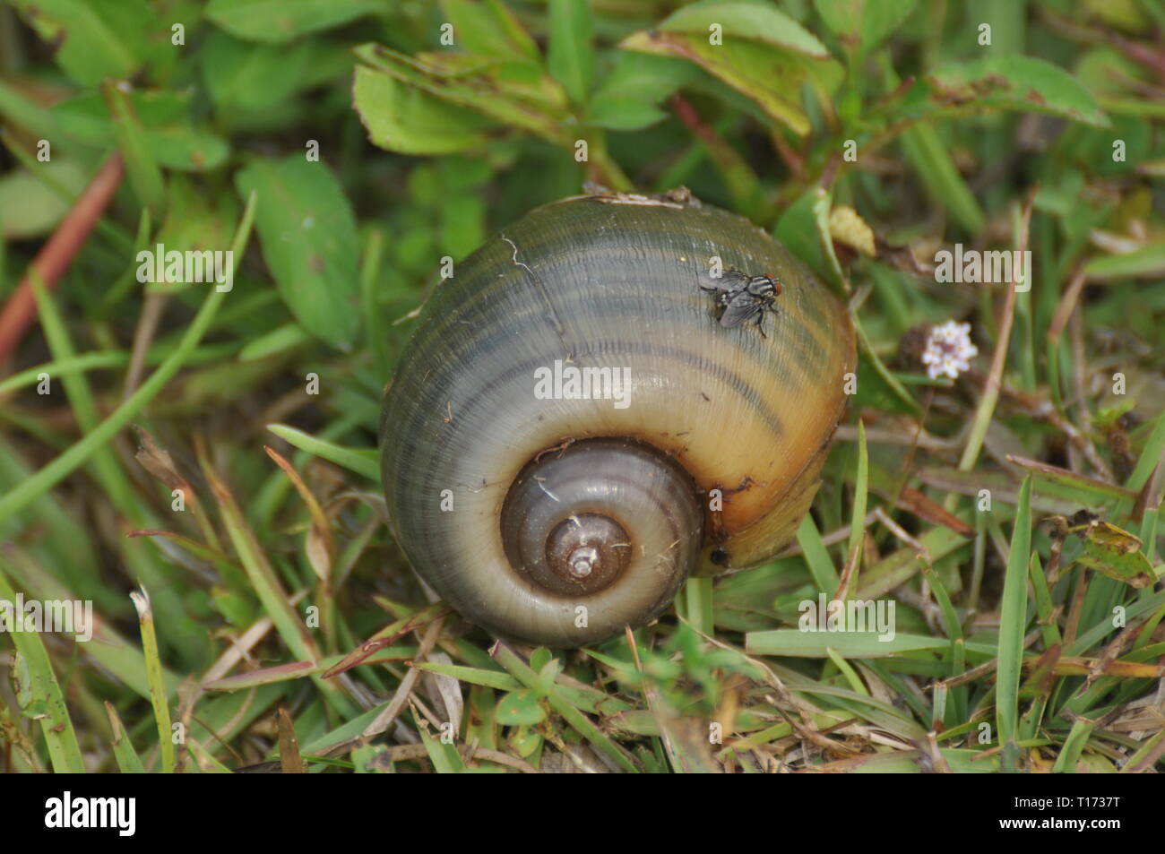 Wings and snail hi-res stock photography and images - Alamy