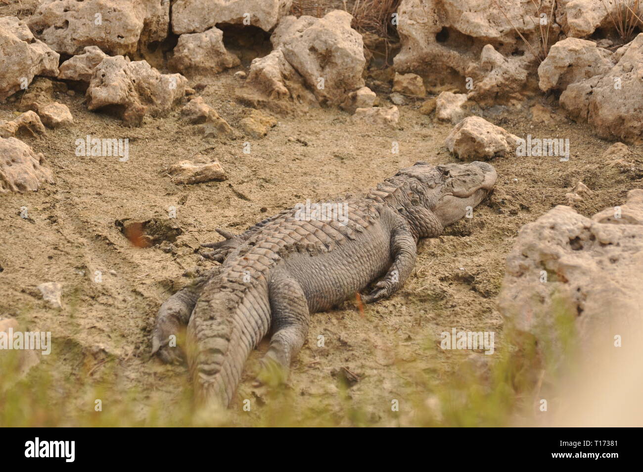 An alligator lies on the ground Stock Photo - Alamy