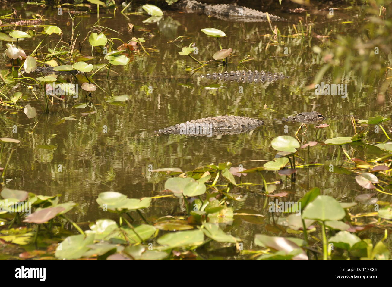 Alligators in the water Stock Photo - Alamy