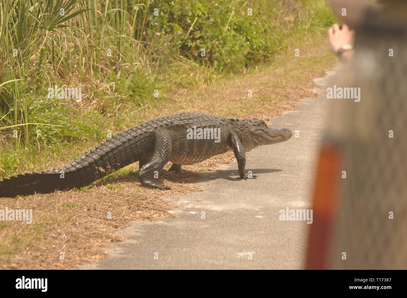 an alligator is walking Stock Photo - Alamy