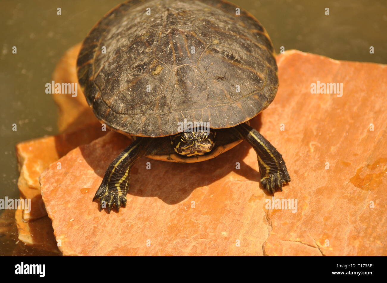 Water turtle on a rock Stock Photo - Alamy