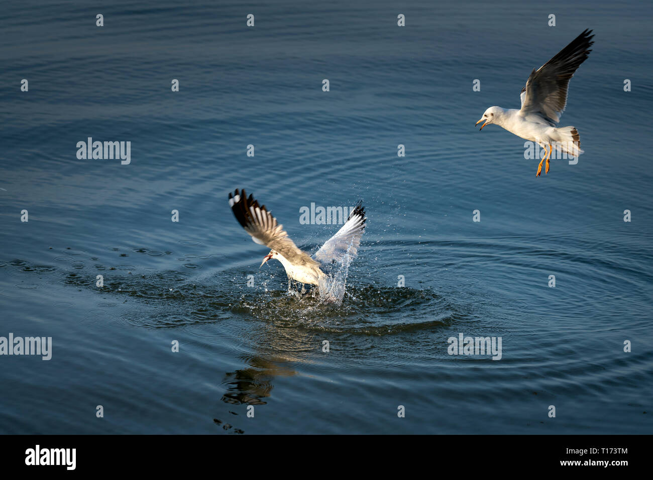 Seagull catching the fish in the sea Stock Photo - Alamy