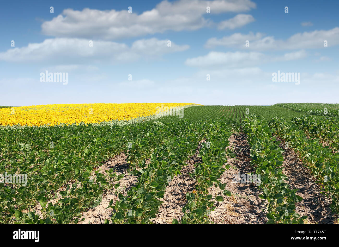 Soybean field blossom hi-res stock photography and images - Alamy