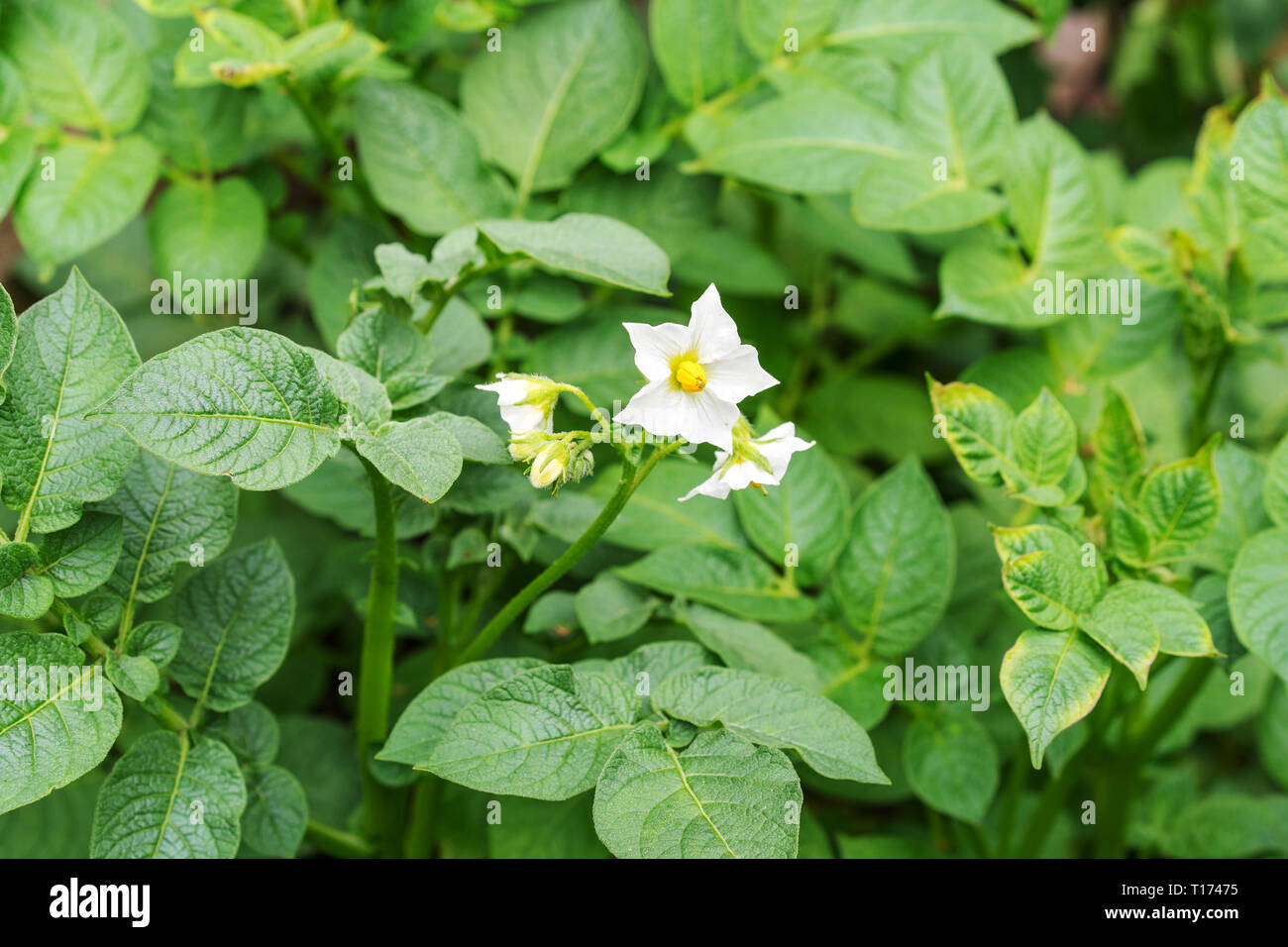 Haulm potato hi-res stock photography and images - Alamy