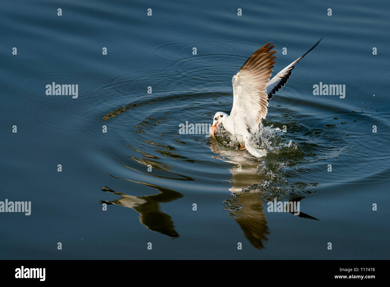 Seagull catching the fish in the sea Stock Photo - Alamy