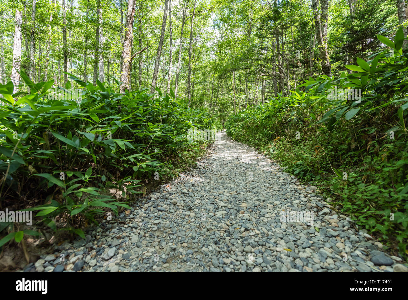 Summer Forest Landscape,Pathway at Kamikochi in Japan Stock Photo - Alamy