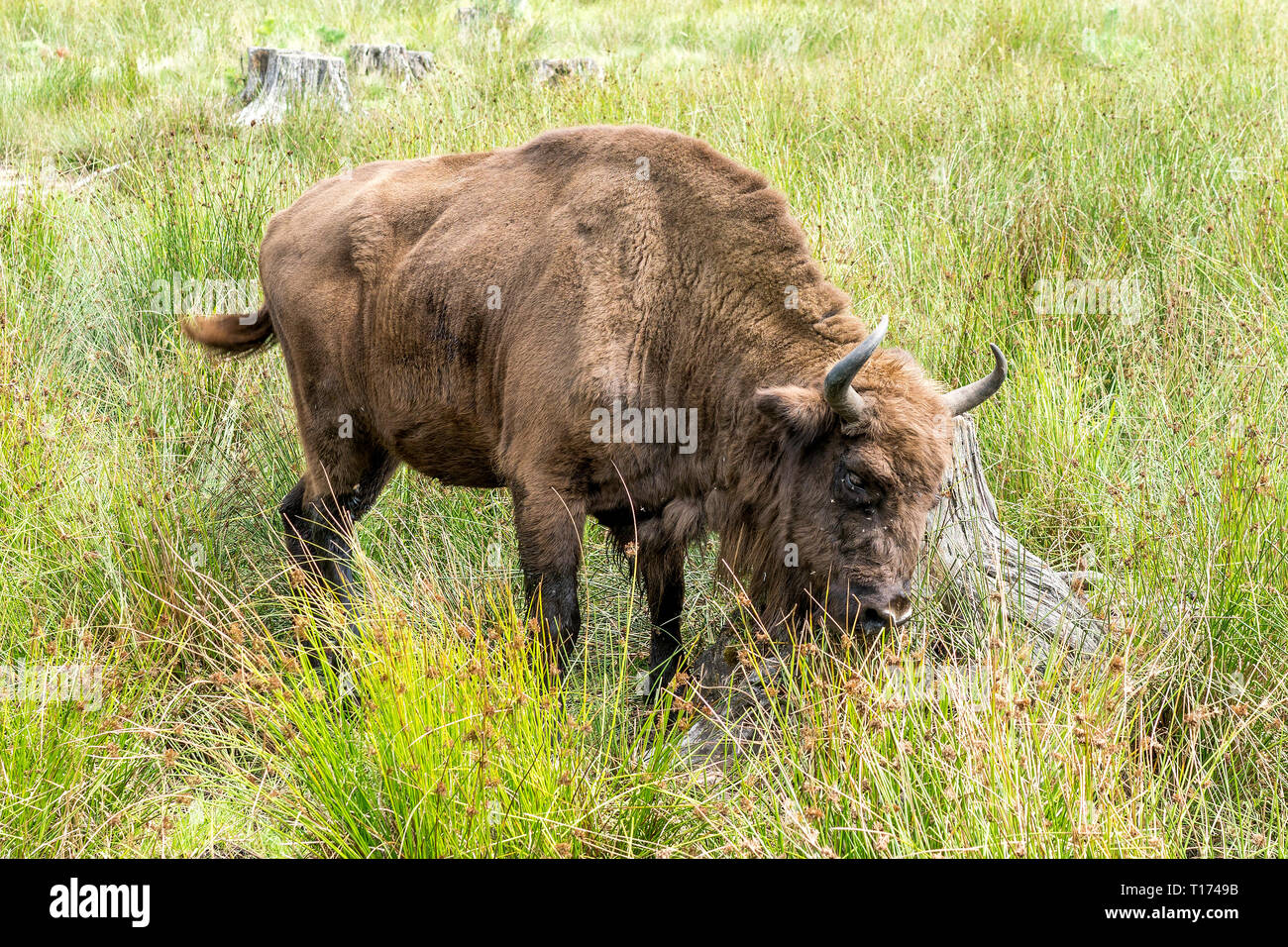 Portrait of European bison (Bison bonasus). Wisent Stock Photo - Alamy