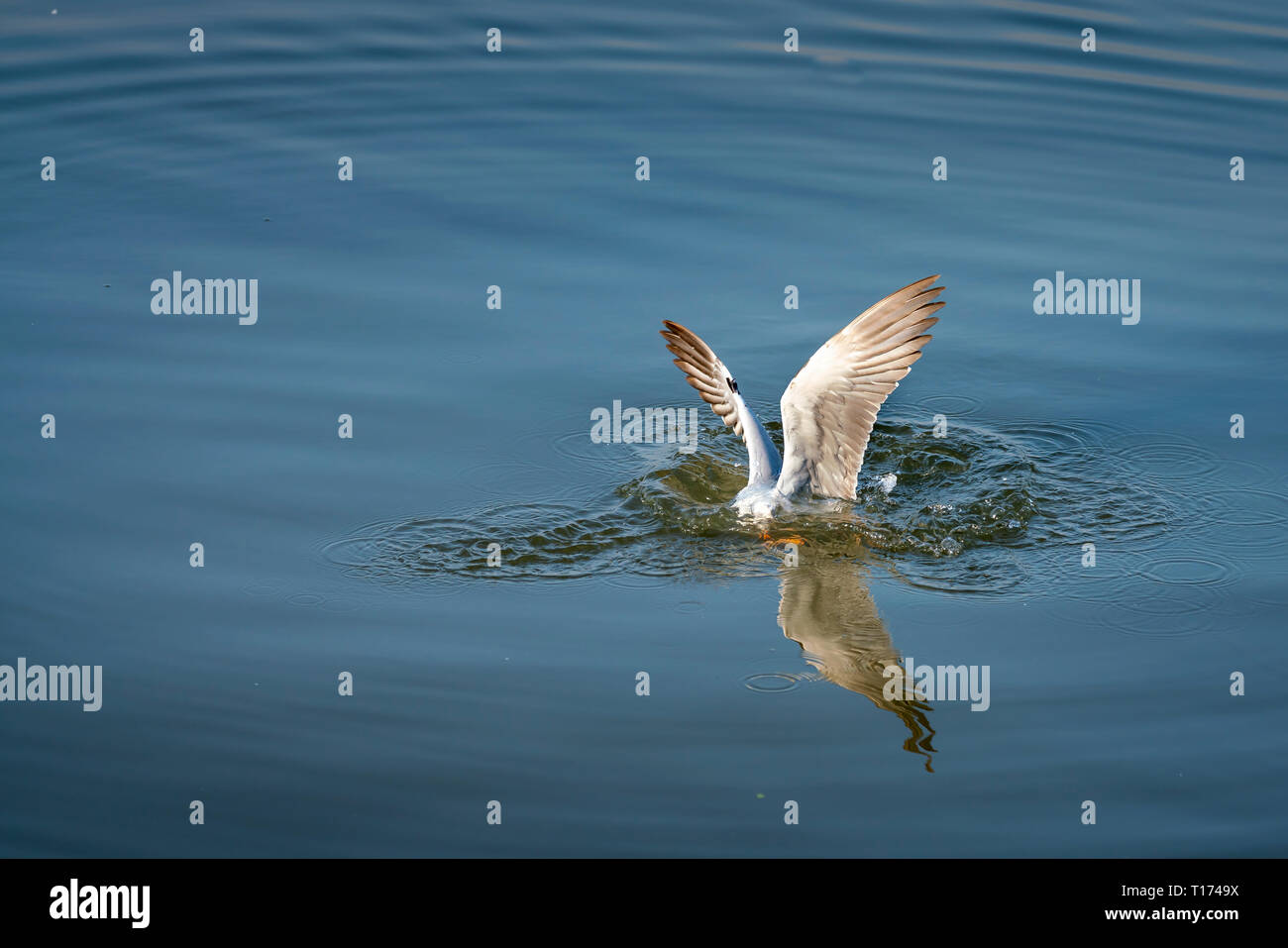 Seagull catching the fish in the sea Stock Photo - Alamy