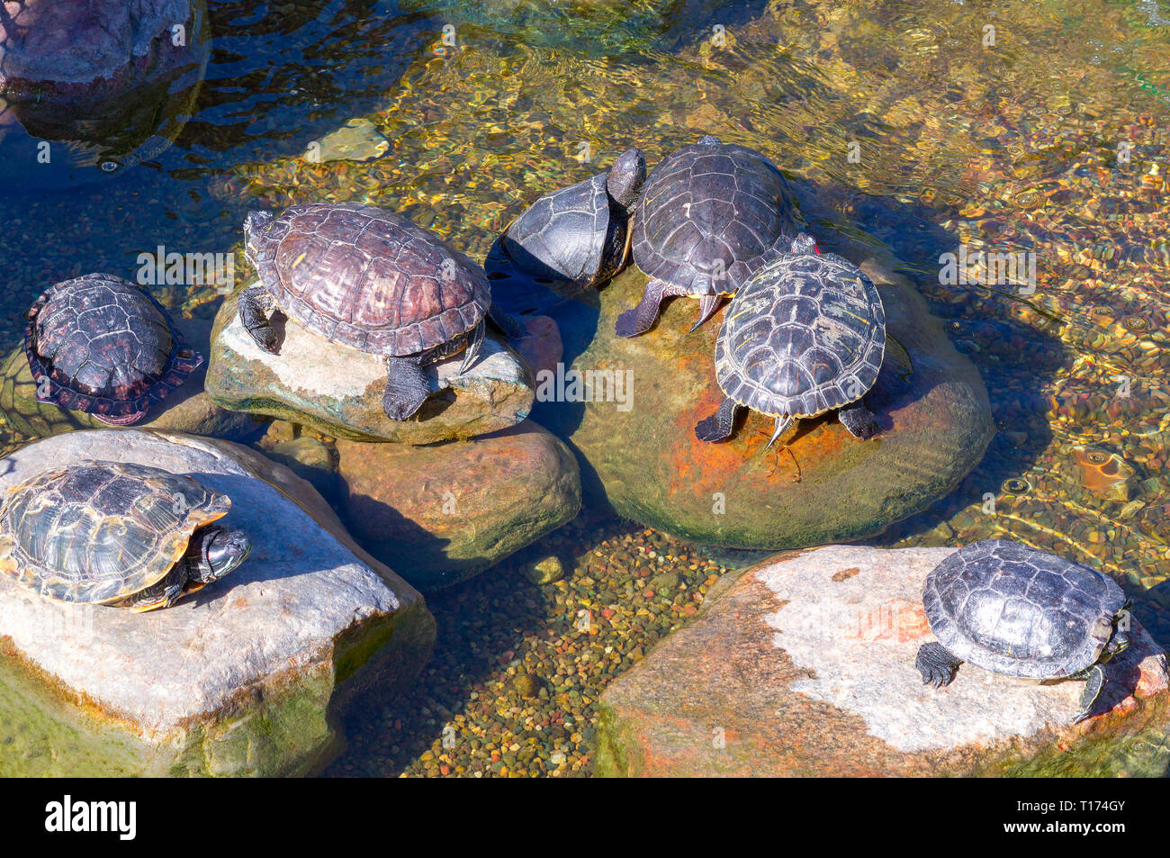 Asian green turtles hi-res stock photography and images - Alamy