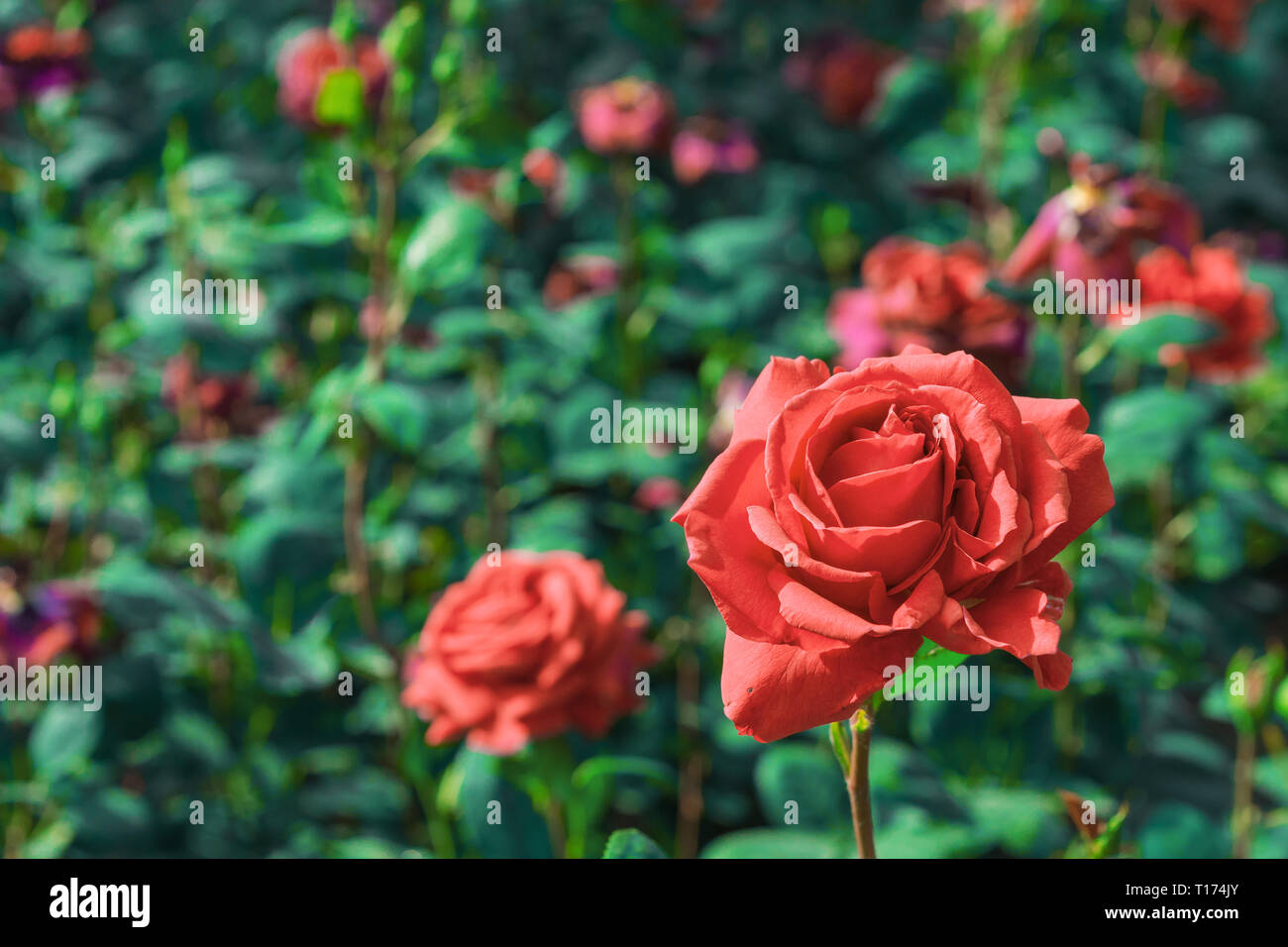 red rose in spring garden Stock Photo - Alamy
