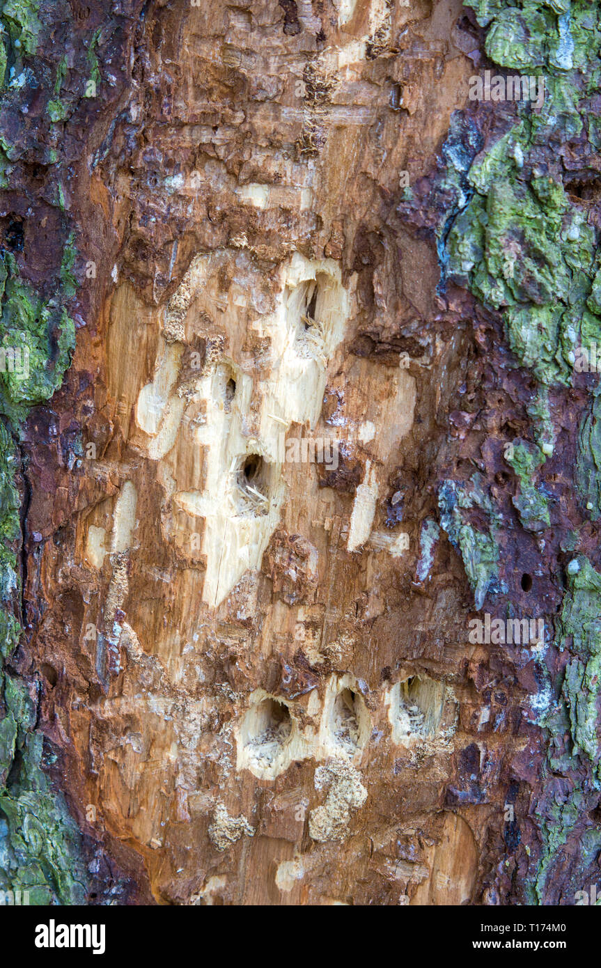 Wood affected with woodworm Ips typographus. Damaged tree trunk close ...