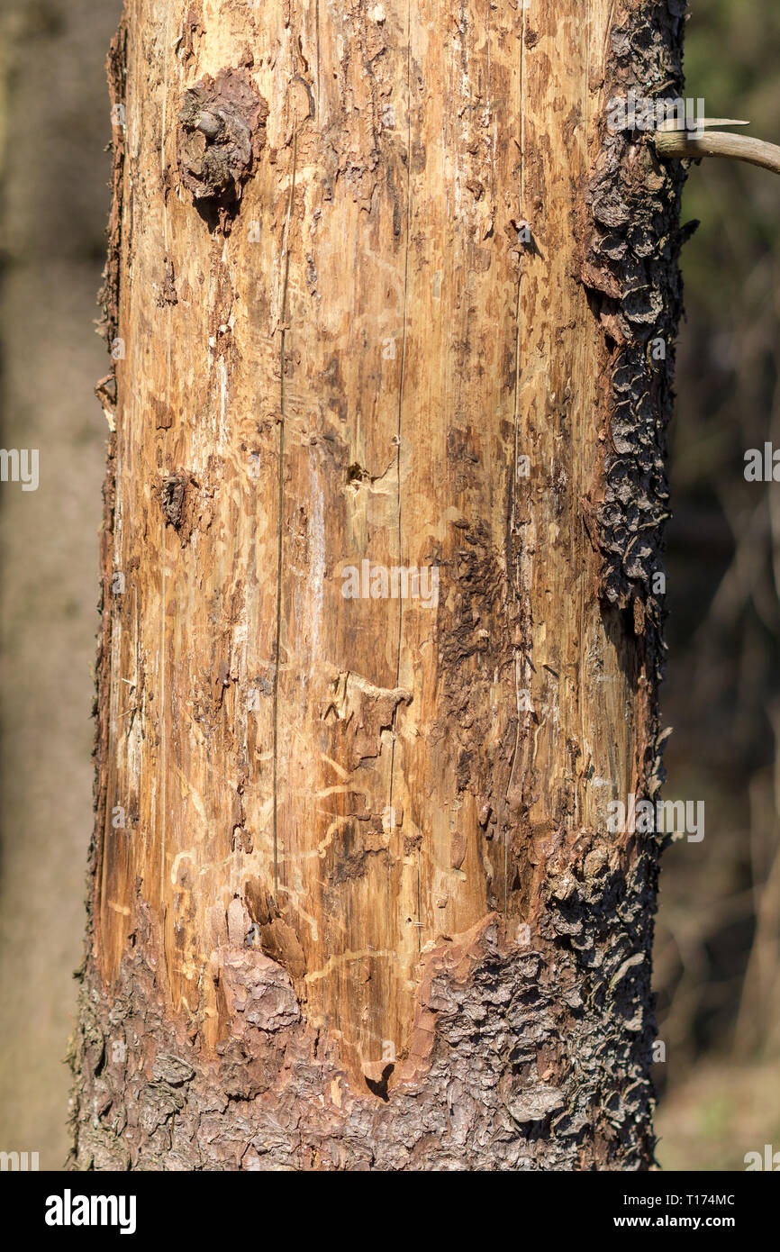 Wood affected with woodworm Ips typographus. Damaged tree trunk close ...