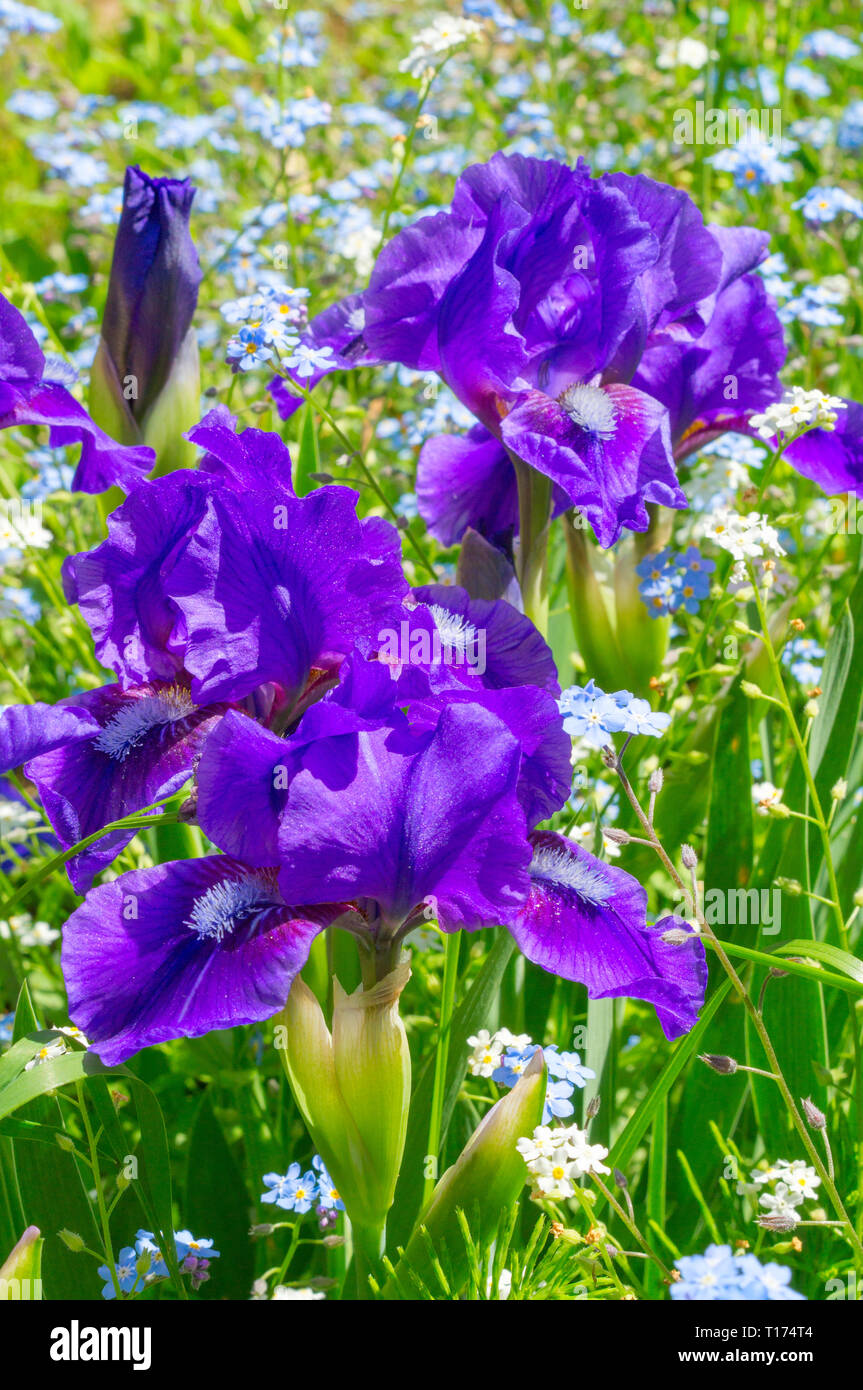 Irises blooming hi-res stock photography and images - Alamy