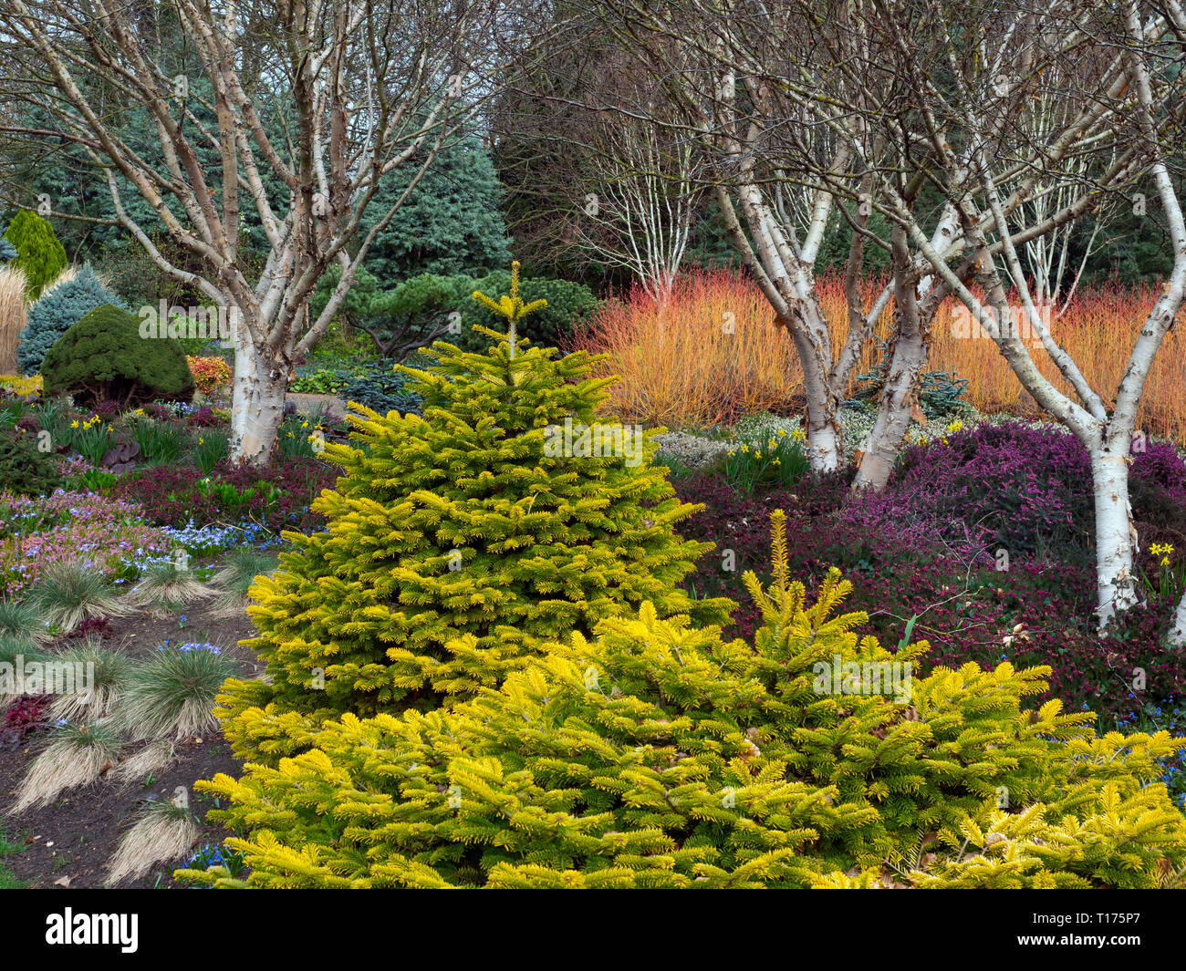 Late winter colour in early spring at Bressingham gardens Norfolk Stock ...