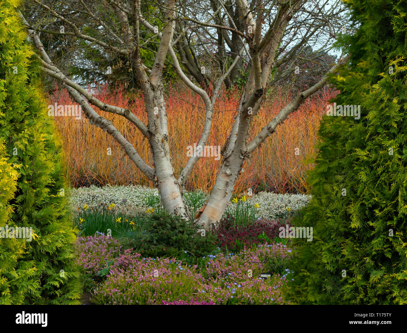 Late winter colour in early spring at Bressingham gardens Norfolk Stock ...