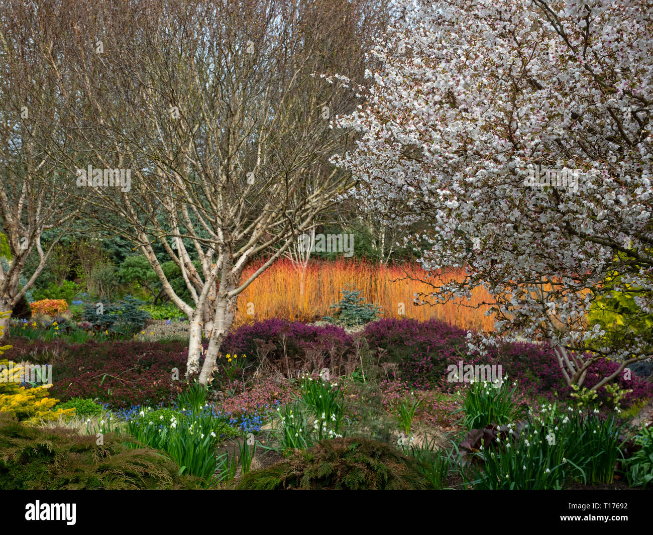 Fuji cherry Prunus incisa in blossom early spring at Bressingham ...