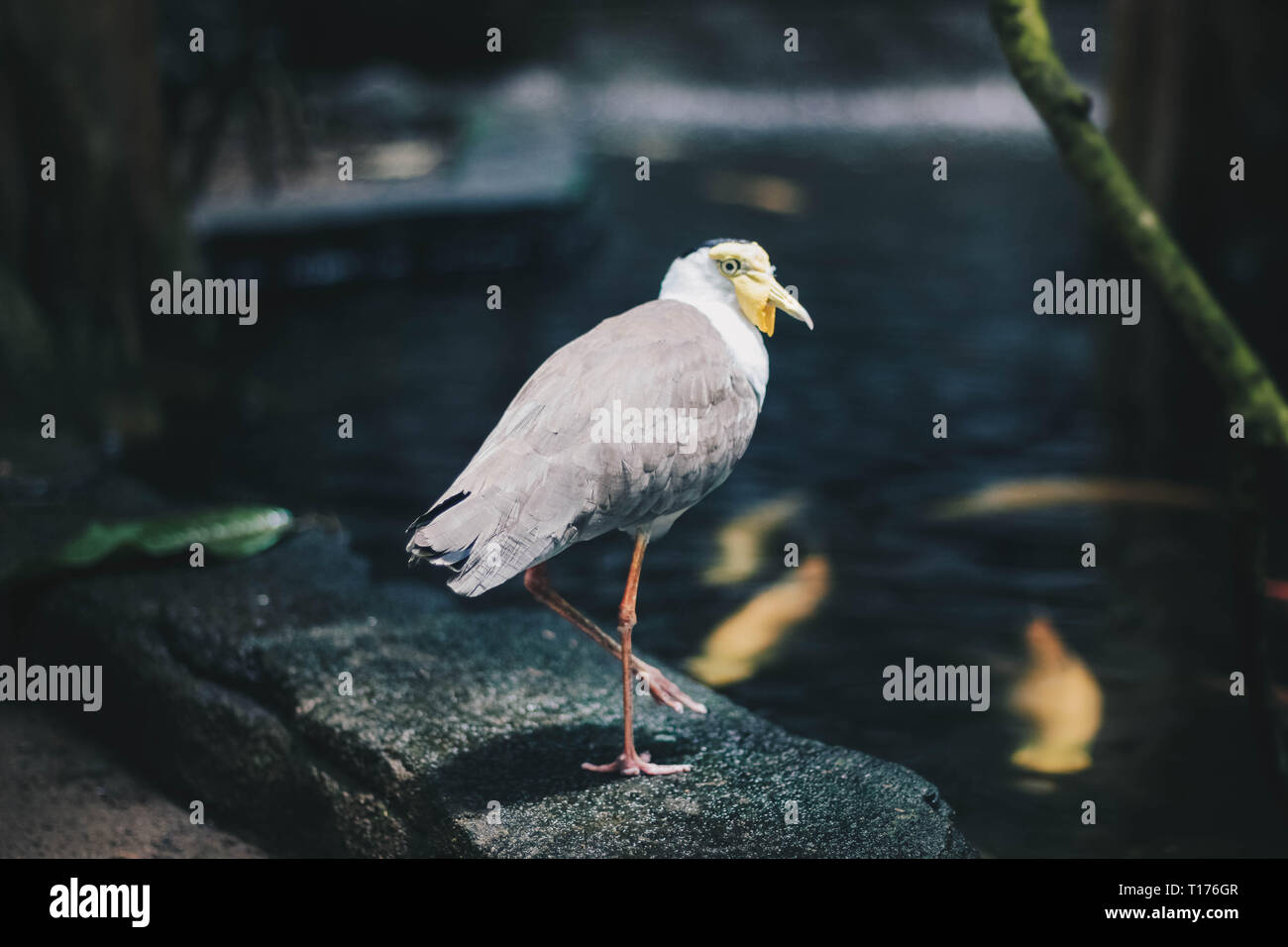 Australian Plover or Yellow Head Masked Lapwing Bird (Vanellus miles ...