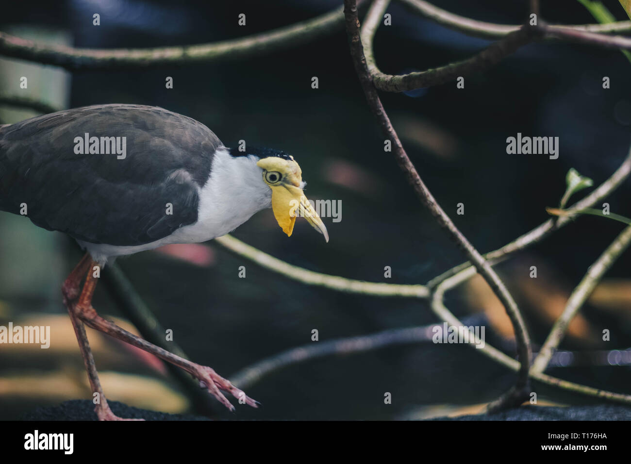 Australian Plover or Yellow Head Masked Lapwing Bird (Vanellus miles ...
