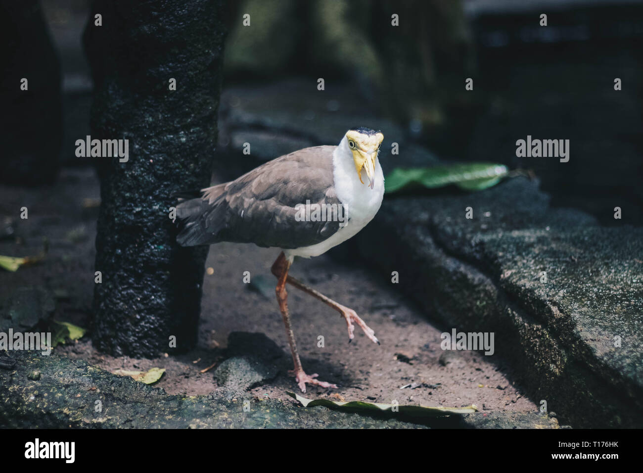 Australian Plover or Yellow Head Masked Lapwing Bird (Vanellus miles ...