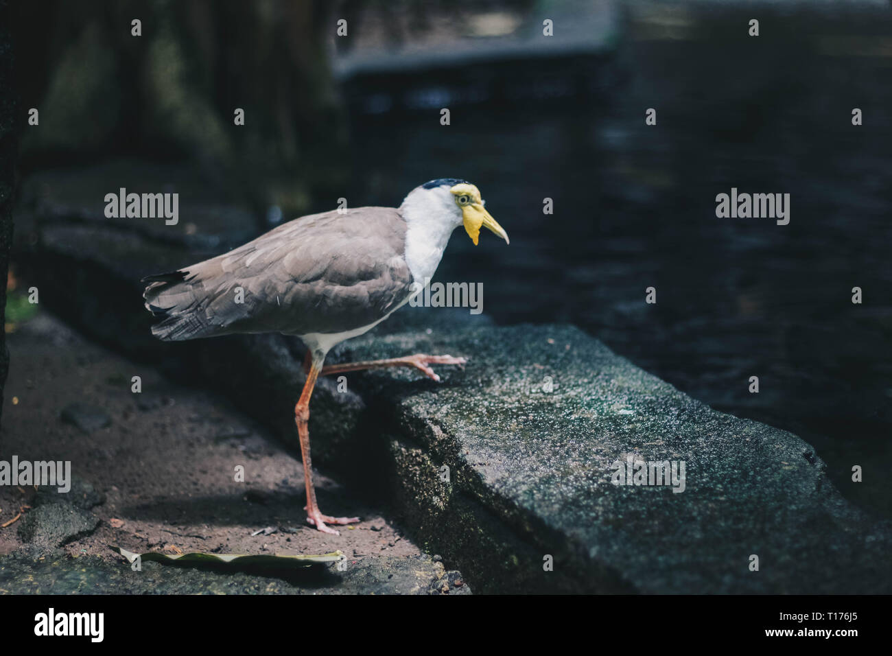 Australian Plover or Yellow Head Masked Lapwing Bird (Vanellus miles ...